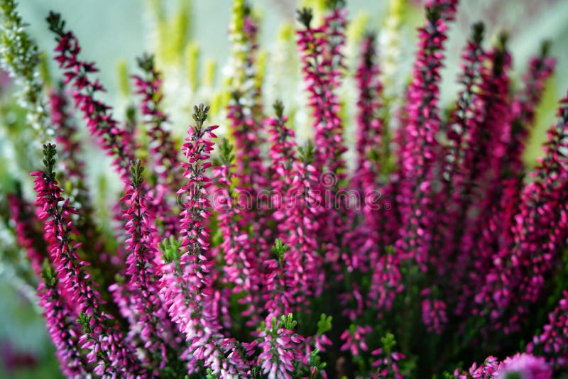 Calluna bouquet in a pot stock photo. Image of produce - 258389052