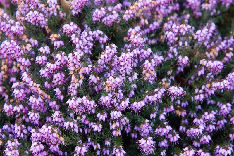 Calluna stock image. Image of purple, wildlife, wild - 61183309
