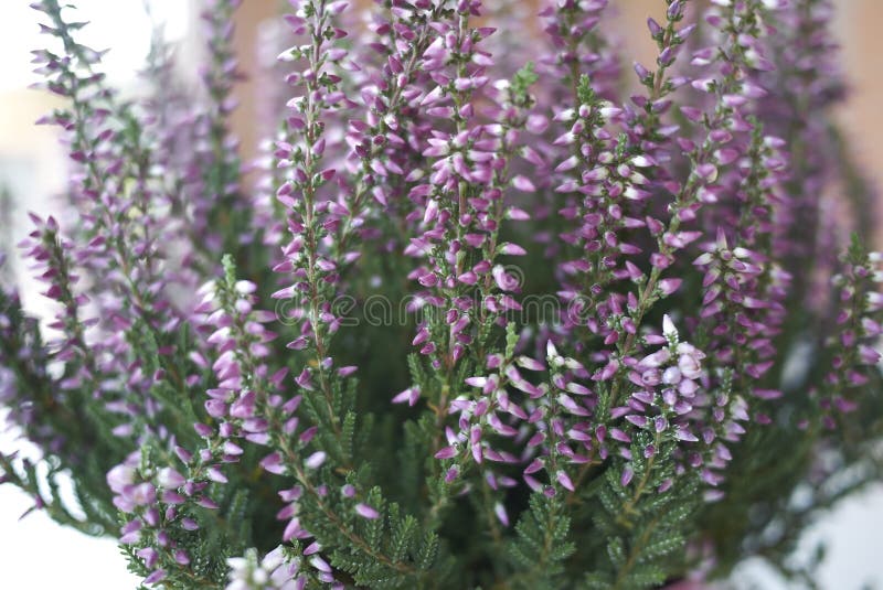 Calluna Vulgaris Aux Fleurs Roses Image stock - Image du nature, flore ...