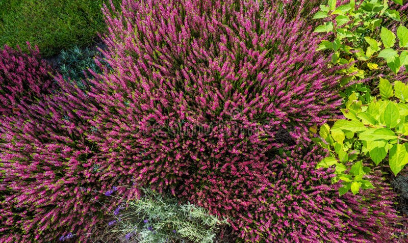 Calluna Vulgaris Common Heather or Ling Stock Photo - Image of plants ...