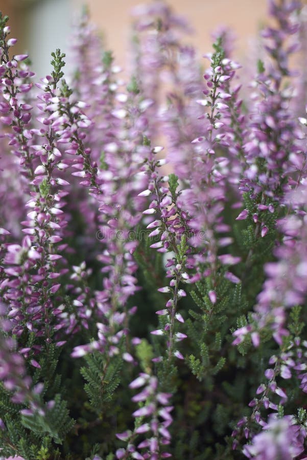 Calluna Vulgaris Con Flores Rosas Foto de archivo - Imagen de cubo ...