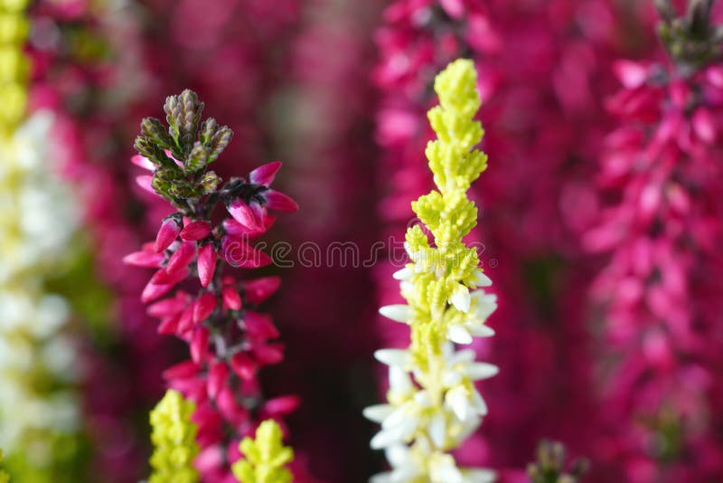 Calluna Vulgaris Flower Threads Stock Image - Image of pink, insect ...