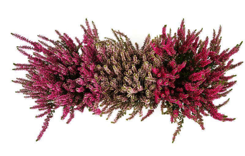 2,343 Background Calluna Color Stock Photos - Free & Royalty-Free Stock ...