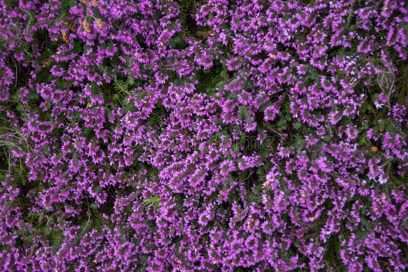 Calluna Vulgaris or Ling, Blooming Flower Stock Photo - Image of ...