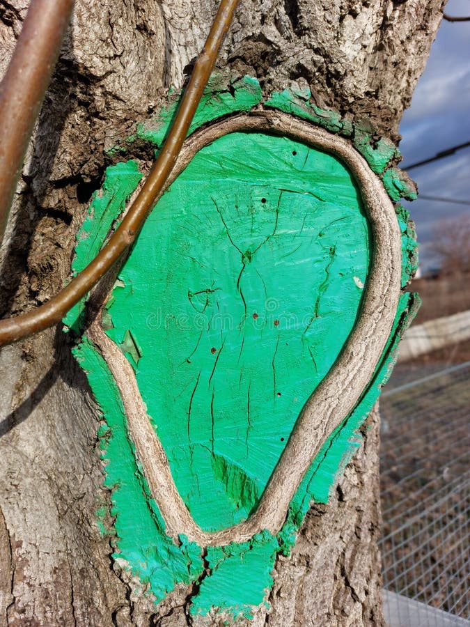 Callus at the Site Where a Large Branch of a Walnut Tree Was Cut Stock ...