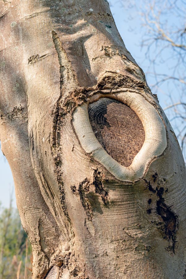 Callus Stock Photos - Download 2,607 Royalty Free Photos