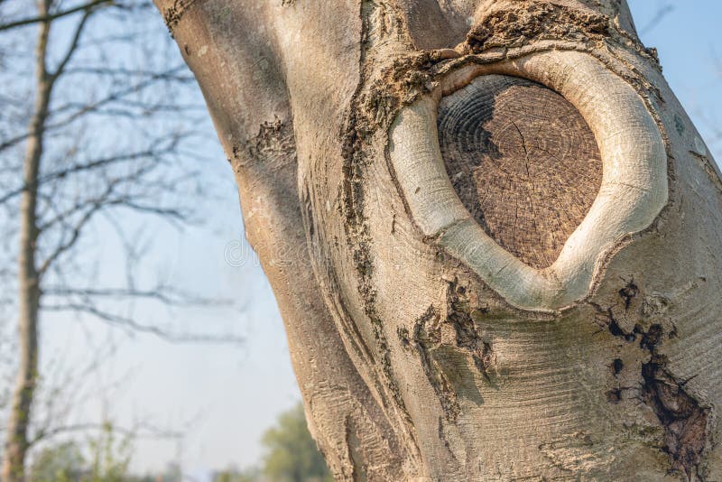 Callus Tissue Around a Tree Wound after Pruning Stock Image - Image of ...