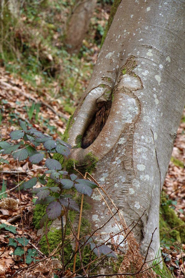 Callus of a tree stock image. Image of park, trunk, plant - 208046801