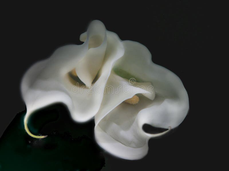 Cally stock image. Image of romantic, peaceful, close, soft - 85867