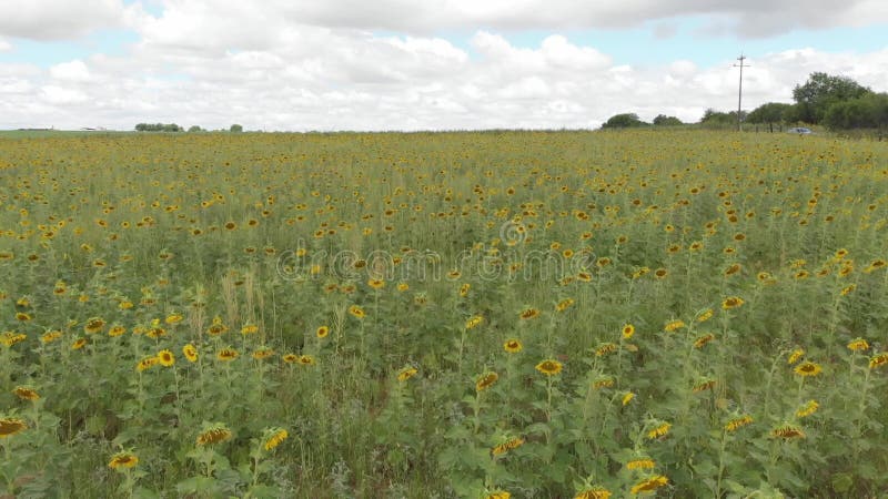 Calm Aerial View of Sunflowers in the Green Field Stock Footage - Video ...