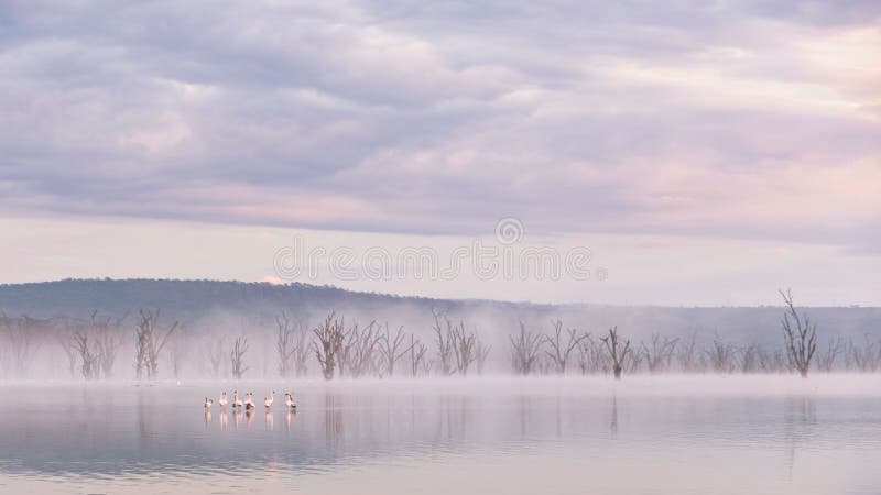 Calm Aesthetic Landscape of the Lake with Mist and Birds Stock Image ...