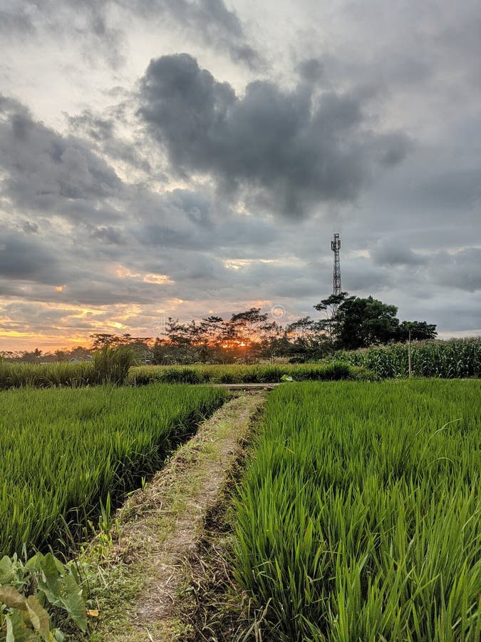 Calm in the Afternoon from the Corner of the Rice Fields Stock Image ...