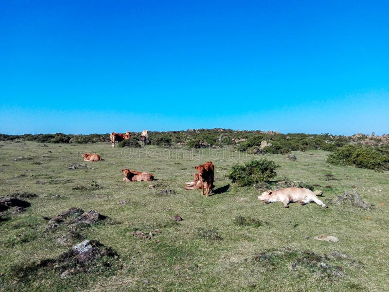 Animals that are so Calm with Beautiful Nature Stock Photo - Image of ...