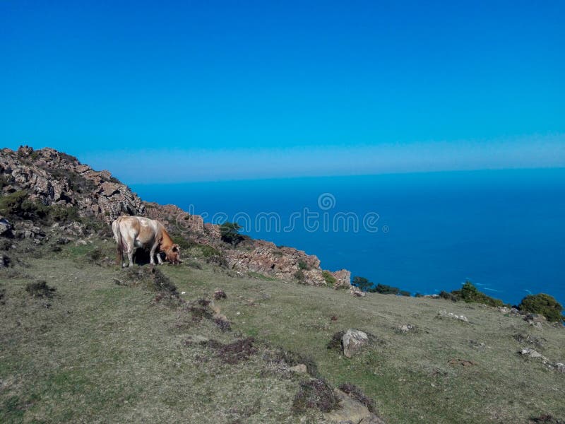 Calm Animals Rest in Nature Stock Image - Image of countryside ...