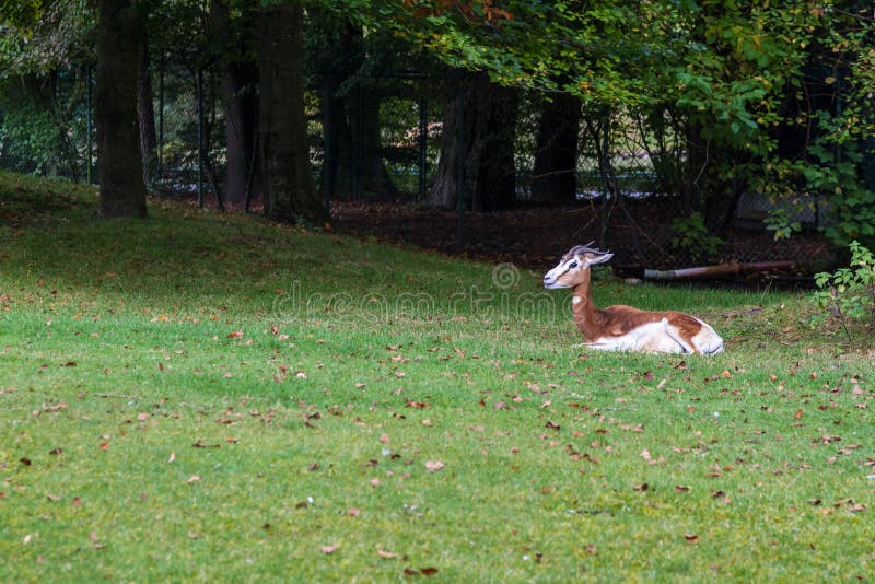 248 Antelope Lying Down Stock Photos - Free & Royalty-Free Stock Photos ...