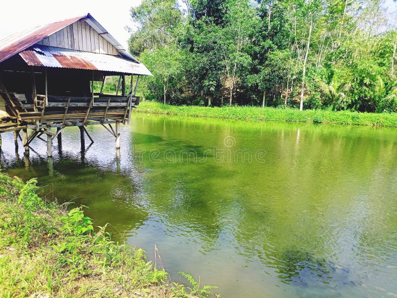 Calm Atmosphere Surrounded by Splashing Water and Fish Stock Photo ...