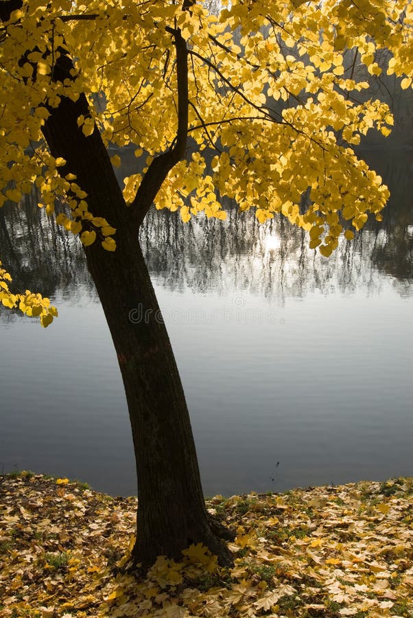 Calm autumn stock image. Image of yellow, tree, autumn - 10252941
