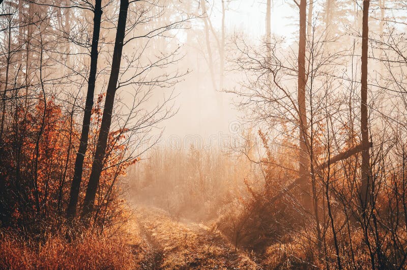 Calm Autumn Forest with Pleasant Colors Covered in Mist and Warm Light ...