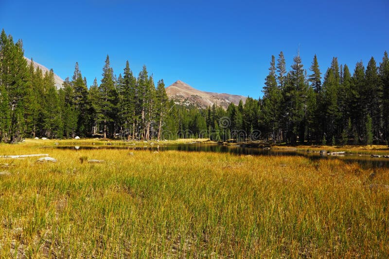 Calm autumn landscape stock photo. Image of foliage, pasture - 16697586