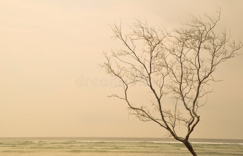 Calm Beach Atmosphere with Shade of Tree Branches Stock Image - Image ...