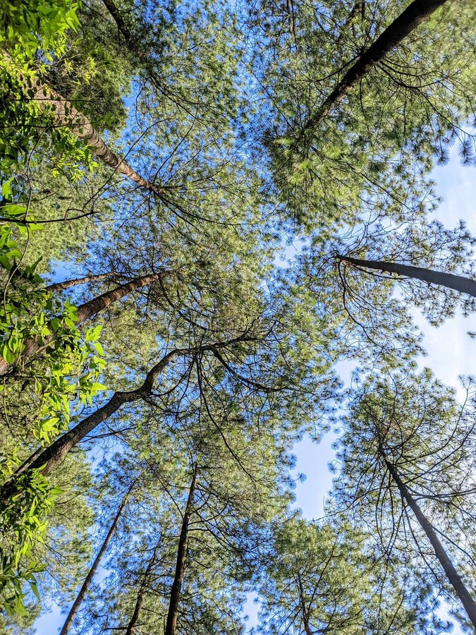 The Calm and Beautiful Atmosphere of the Pine Forest Stock Image ...