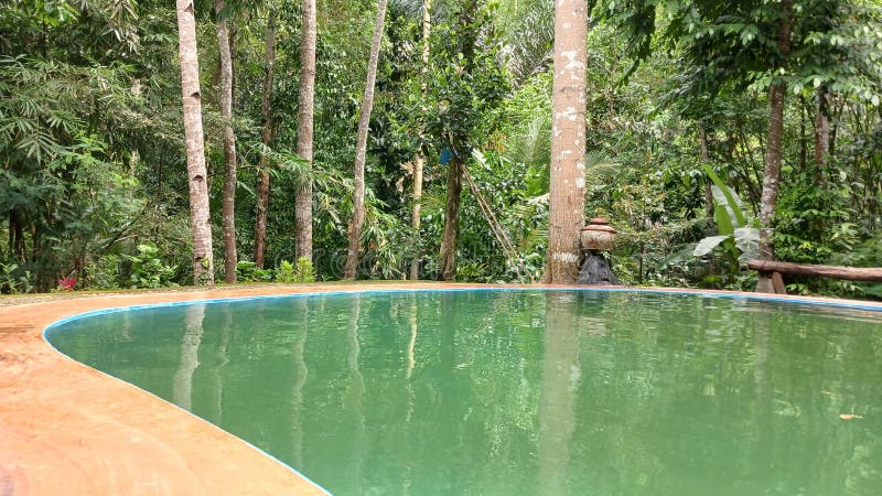 A Calm and Beautiful Swimming Pool with a Backdrop of Trees and Clear ...