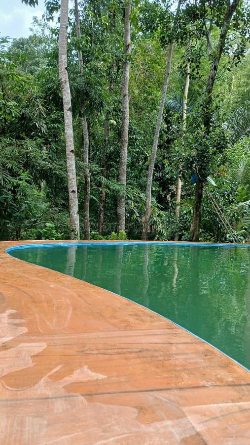 Calm Beautiful Swimming Pool Backdrop Trees Clear Sky Stock Photos ...