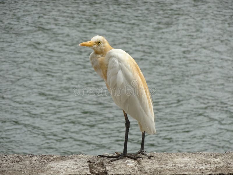 Calm bird stock photo. Image of nature, outdoor, water - 97996156