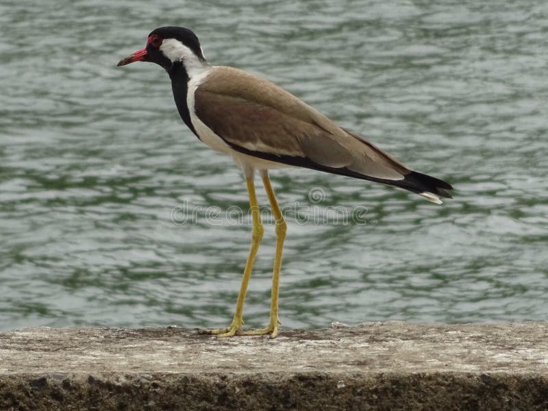 CALM BIRD stock image. Image of baground, blur, animals - 97996433