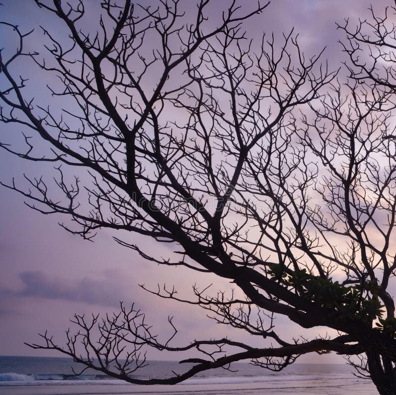 Calm Blue Beach Atmosphere with Shade of Tree Branches Stock Image ...