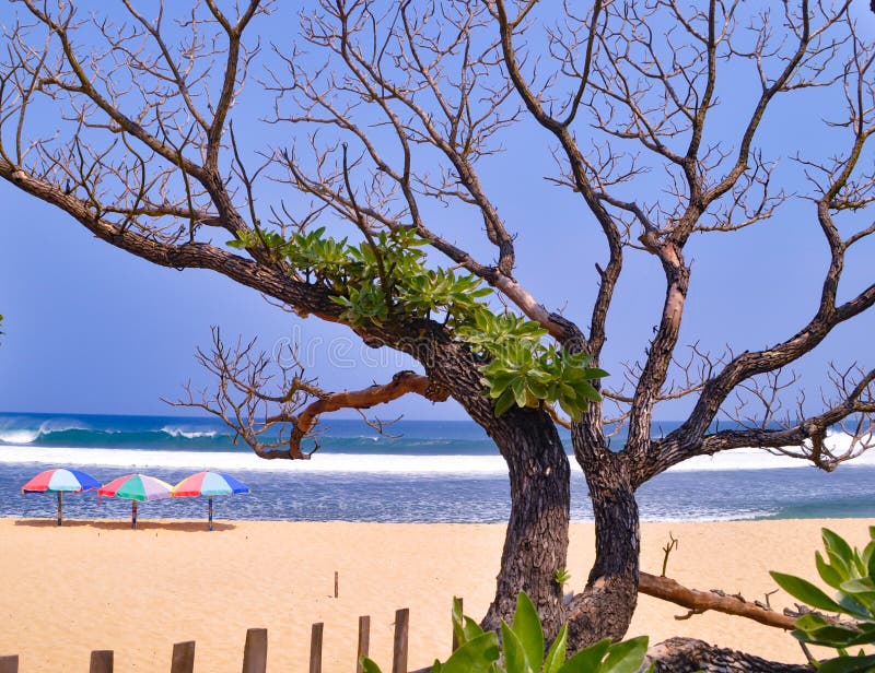 Calm Blue Beach Atmosphere with Shade of Trees Branches Stock Photo ...