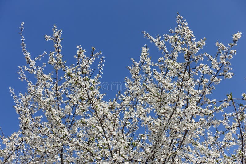 Calm Blue Sky and Branches of Blossoming Plum in April Stock Image ...
