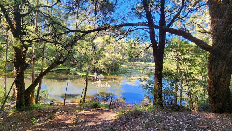 Big Brook Arboretum Dam in Western Australia Stock Photo - Image of ...