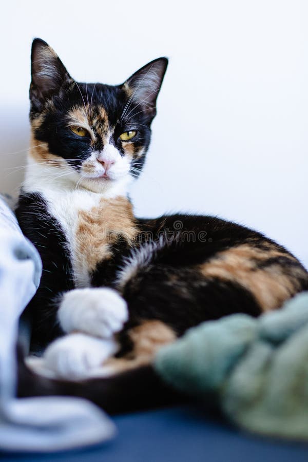 Calm Calico Cat Sitting at Home, Vertical Shot Stock Photo - Image of ...