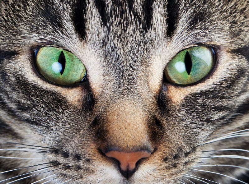 Calm Cat Eye Macro stock image. Image of nose, eyes, black - 14429311