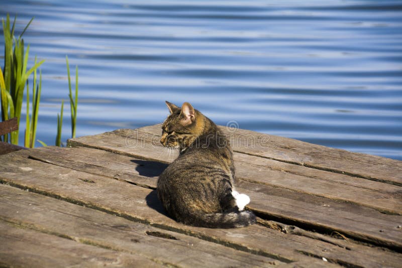 Calm Cat on Pier on a River Stock Image - Image of sunny, outdoor ...