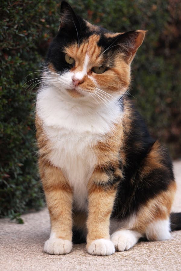 Calm cat stock photo. Image of domestic, mammal, white - 80077248