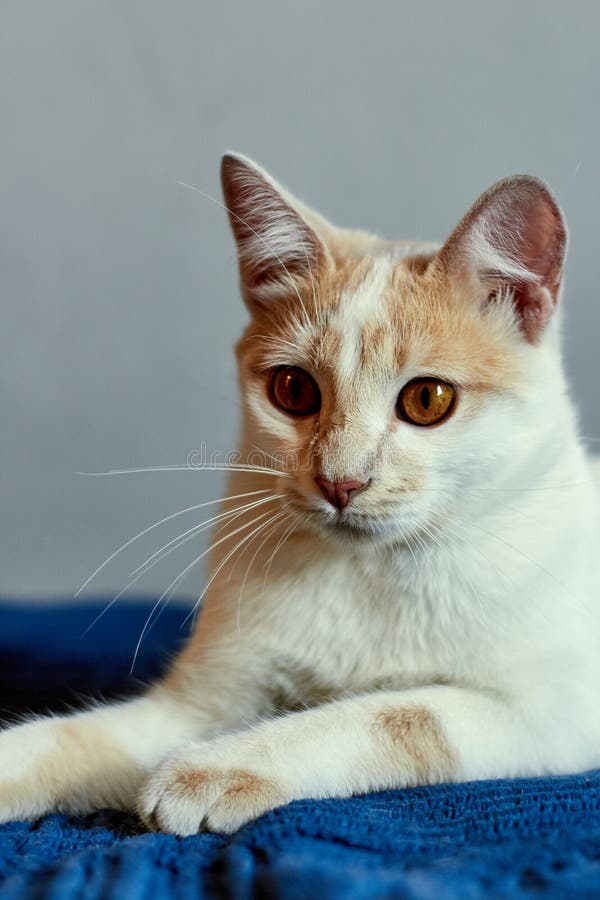 The calm of the cats stock photo. Image of creole, lying - 109852186
