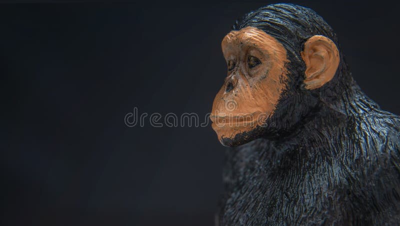 Calm Chimpanzee on a Black Background Stock Photo - Image of chimp ...