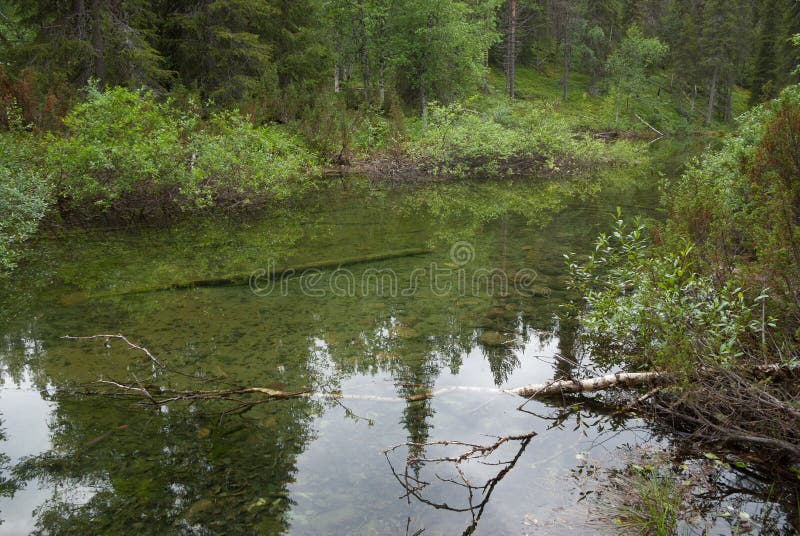 Calm and Clear Scandinavian River in the Middle of Forest Stock Photo ...