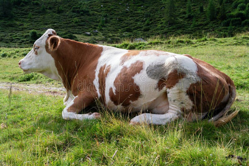 Calm cow on pasture stock photo. Image of concept, animal - 195263894