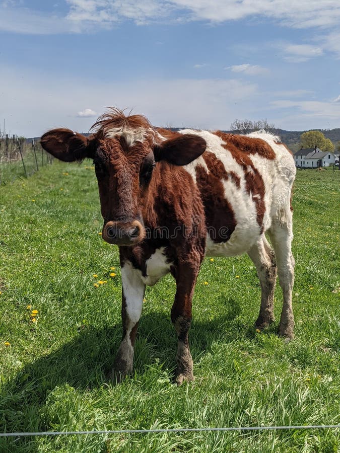 A calm cow stands still stock photo. Image of still - 297665580