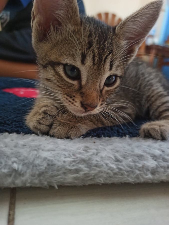 Calm Cute Little Kitten Ready To Sleep Stock Photo - Image of ready ...
