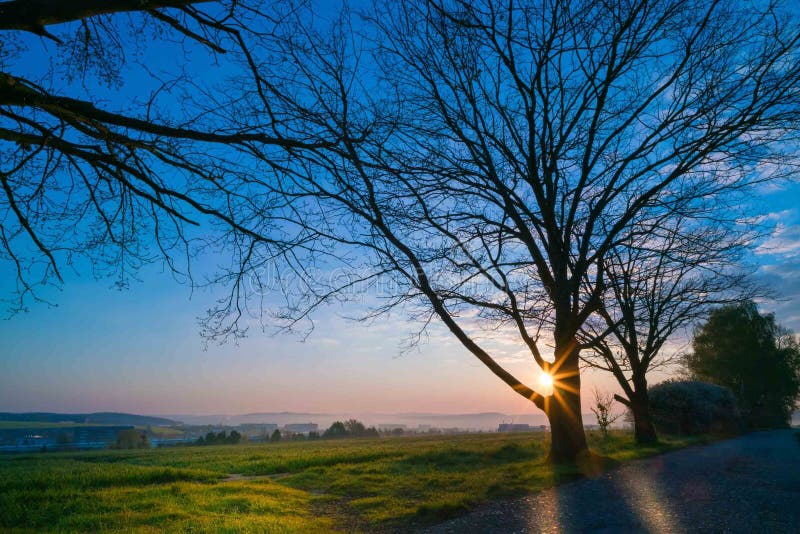 A Calm Dawn in a Tranquil Green Landscape with a Bare Tree Stock Photo ...