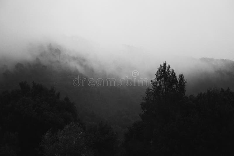 Calm Depressive Forest. Complete Calm on the Foggy Forest. Stock Photo ...