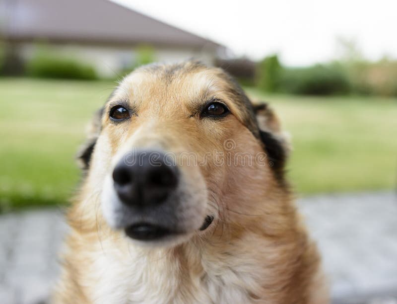 Calm dog face stock image. Image of friendly, portrait - 72318181