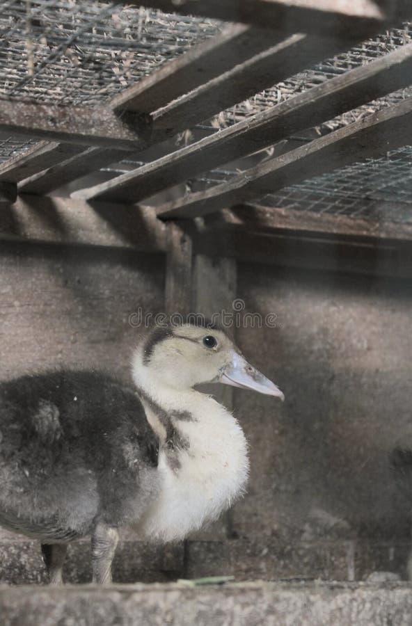 The calm duck stock image. Image of duck, white, wing - 224046529