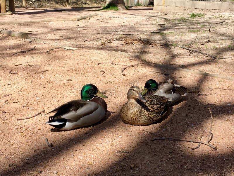 Calm ducks in a park stock image. Image of lying, autumn - 135693295
