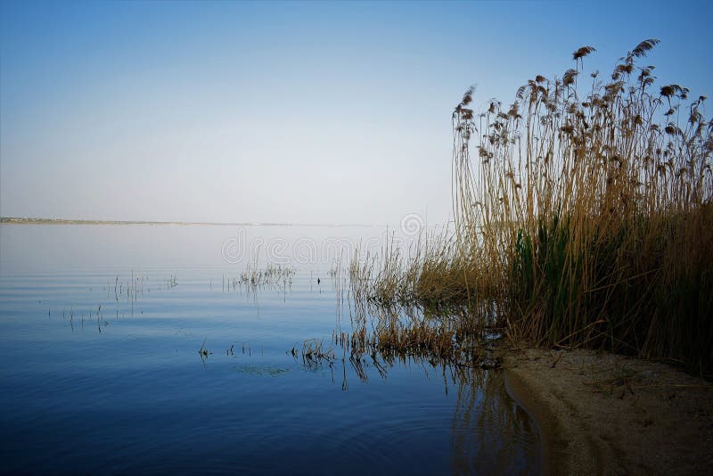 Calm estuary shore stock image. Image of reed, vegetation - 119590539