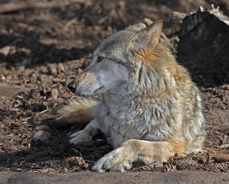 Calm Eurasian Wolf (Canis Lupus Lupus) Rests Stock Photo - Image of ...